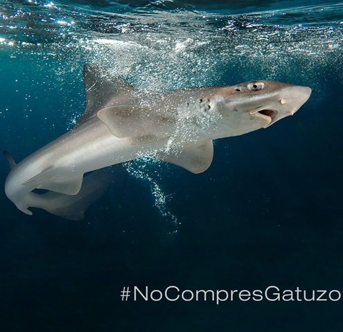 Semana Santa: piden evitar el consumo de gatuzo en pescaderías > WCS Argentina